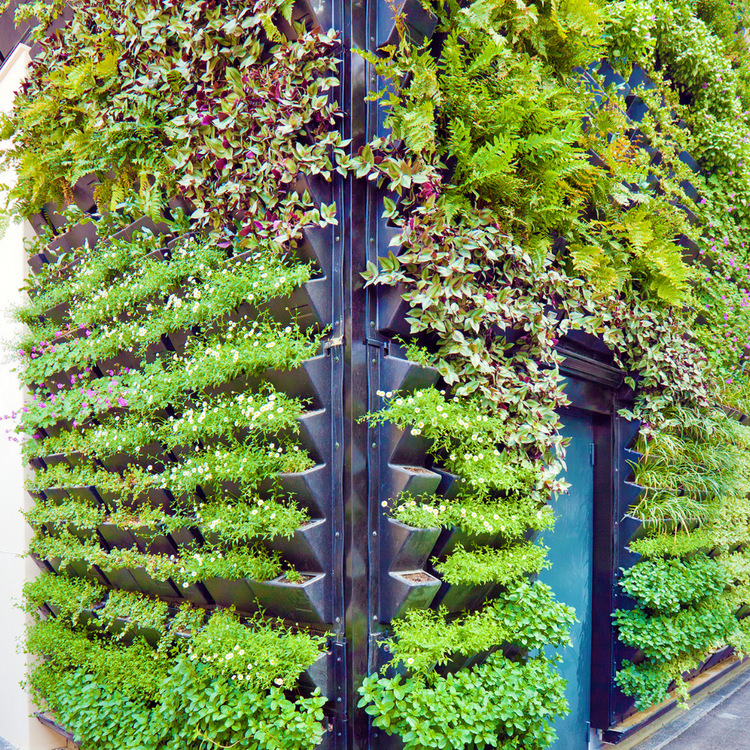 Green Wall Installations: The Ultimate Guide – Plant Store