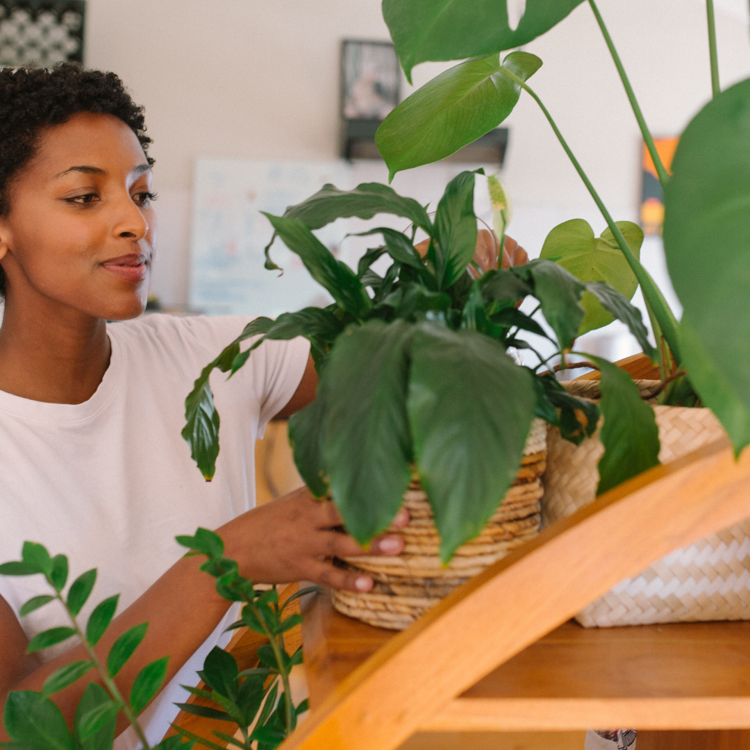 Spring is in the air | 3 ways to prep your plants for growing season ...