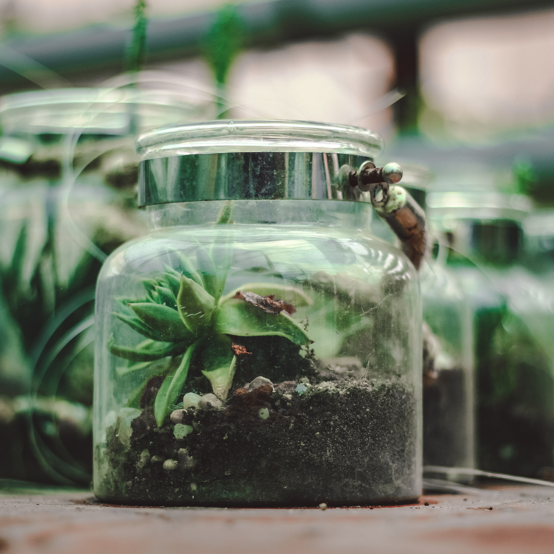 Gardens In A Glass: Everything You Need to Know About Terrariums ...