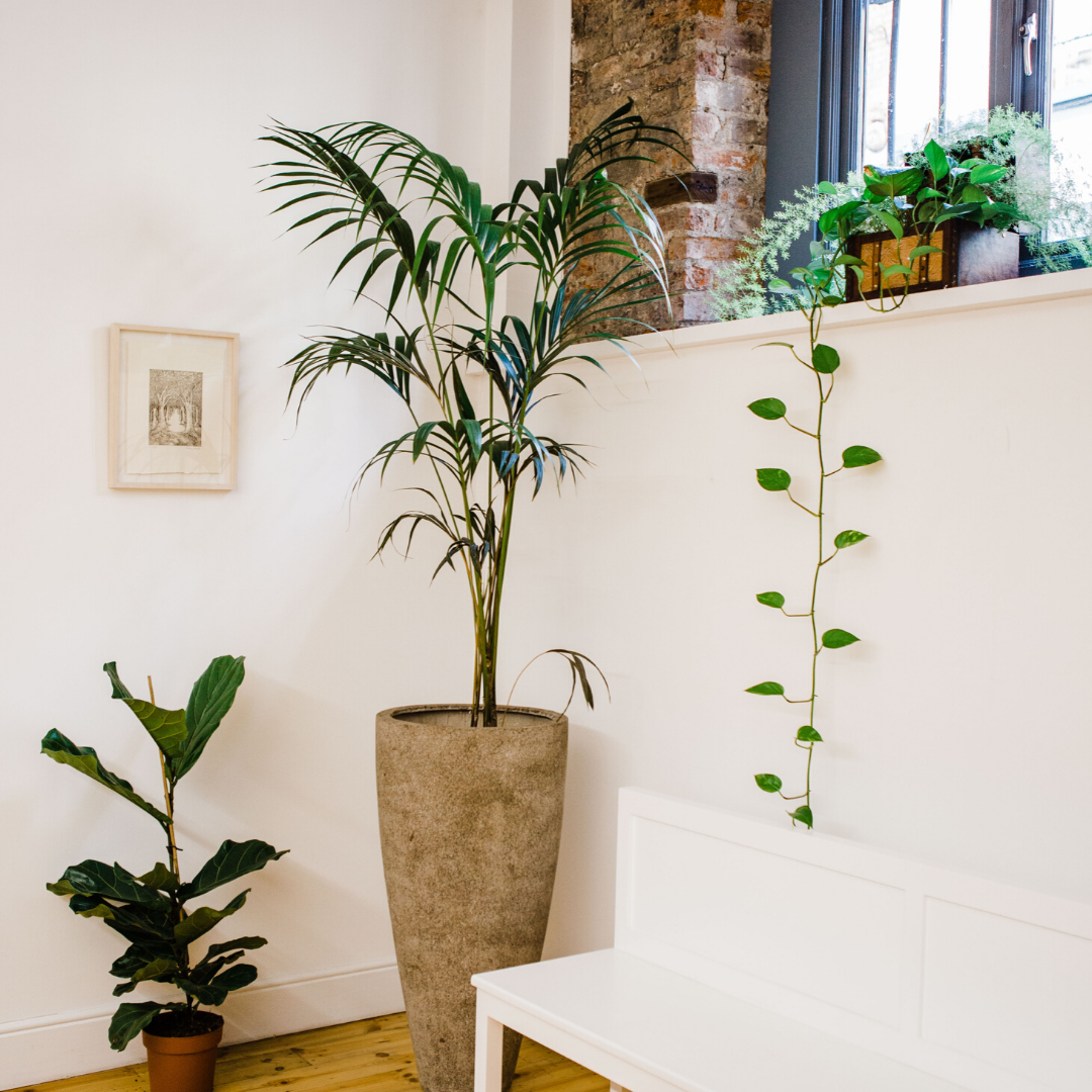 Plants Installations | Plant Store Ireland