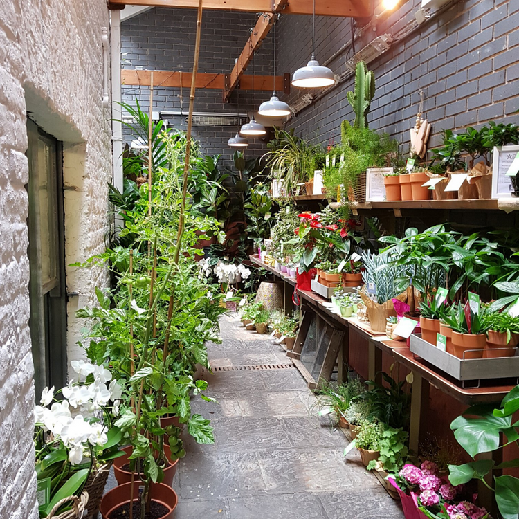 Plant Store Ireland | Home Plants - Corporate Plants - Workshops