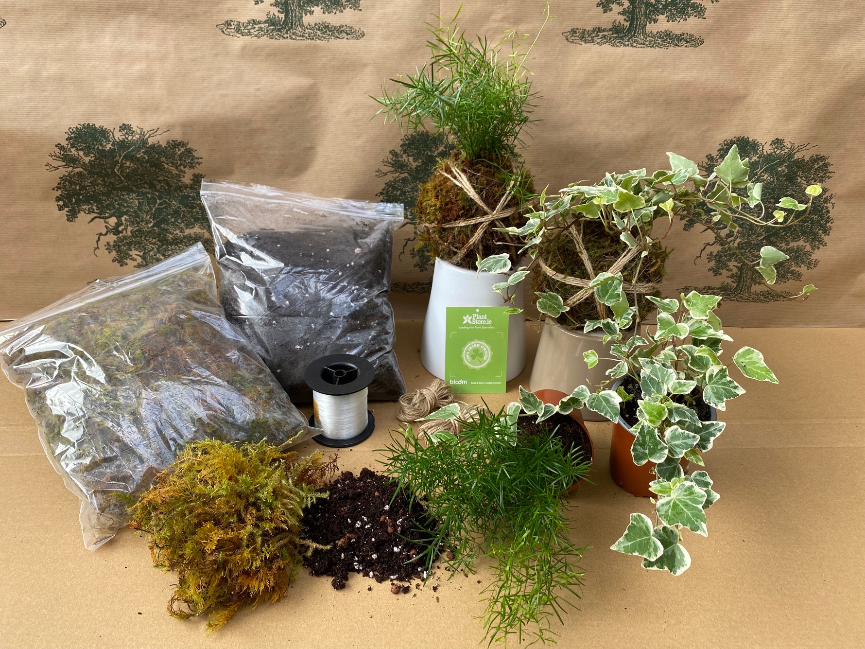 DIY Kokedama Kit - 2x Plants – Plant Store