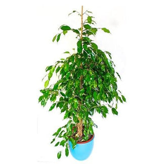 Large Ficus Benjamina – Plant Store